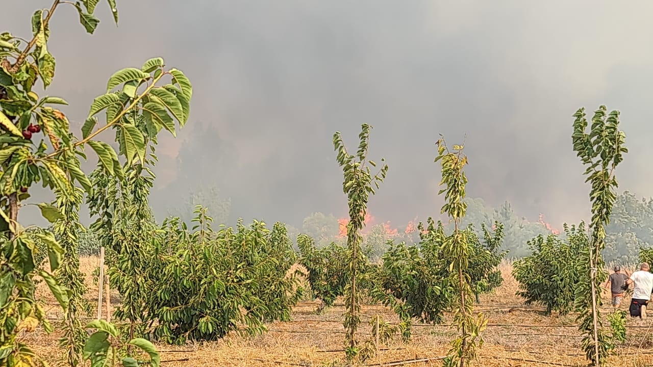 La Onemi Pidió Evacuar Zona De La Esmeralda En Quillón Por Incendio